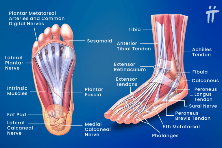 What is Heel Spur: Symptoms, Diagnosis and Treatment - Turan&Turan
