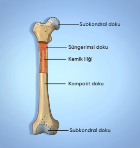 Kemiğin Yapısı ve Kemik Kırığı İyileşme Süreci Turan&Turan